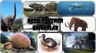 Nesli Tükenen Hayvanlar at emaze Presentation