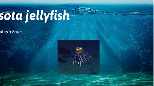 Crossota jellies at emaze Presentation