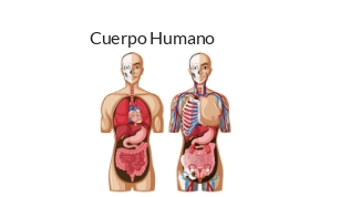 Cuerpo Humano At Emaze Presentation