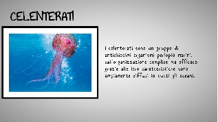 celenterati at emaze Presentation