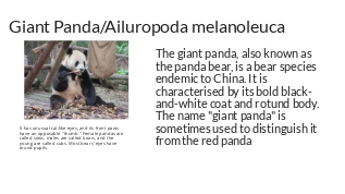 Giant Panda at emaze Presentation