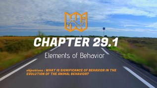 Animal behavior at emaze Presentation