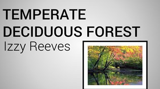 Temperate Deciduous Forest at emaze Presentation