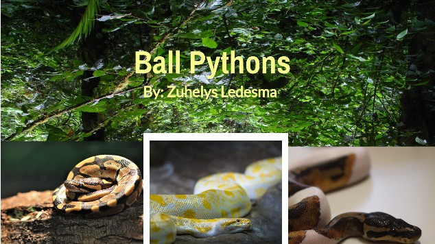 Ball Python at emaze Presentation