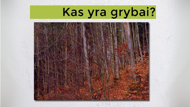 Grybai at emaze Presentation