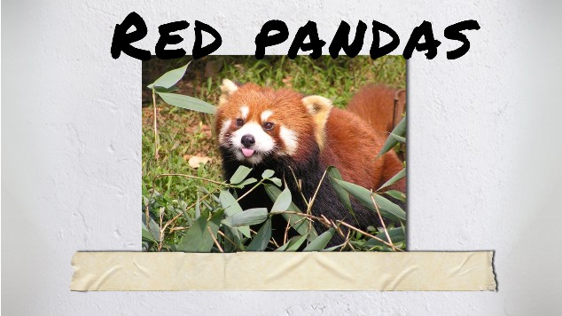 Red pandas at emaze Presentation