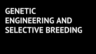 Genetic Engineering and Selective Breeding at emaze Presentation