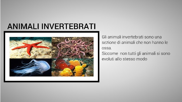 animali invertebrati at emaze Presentation