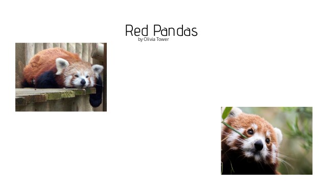 Red Pandas at emaze Presentation