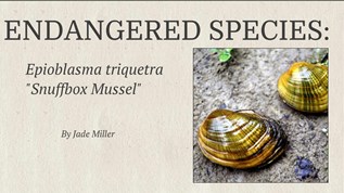 Endangered Species: Snuffbox Mussel at emaze Presentation