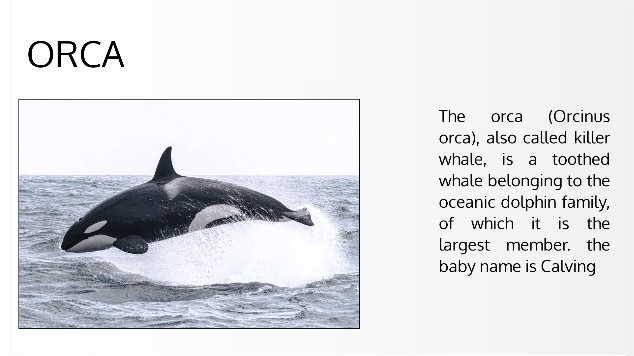 orca project at emaze Presentation