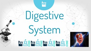 Teh digestive system at emaze Presentation