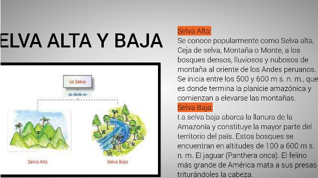 la selva alta la s at emaze Presentation