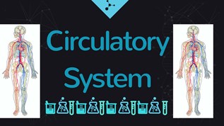Circulatory System at emaze Presentation