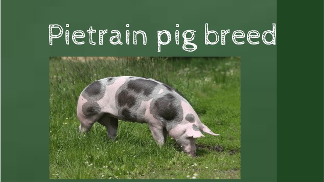 Pietrain pig breed at emaze Presentation