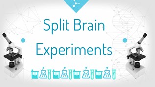 Split Brain Experiment at emaze Presentation