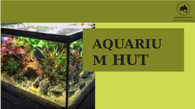 Aquarium Hut - Fish Supplies In Australia at emaze Presentation