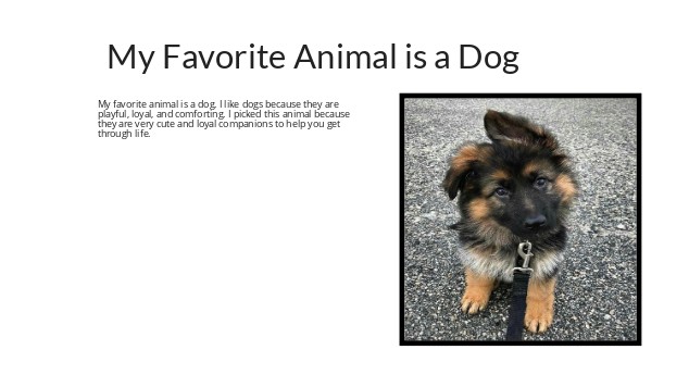 My Favorite Animal is a Dog at emaze Presentation