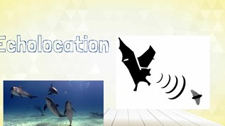 echolocation at emaze Presentation