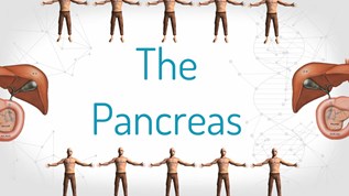 The Pancreas at emaze Presentation