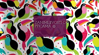 Ptice at emaze Presentation