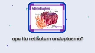 Retikulum endoplasma at emaze Presentation