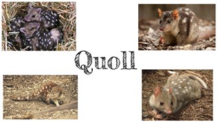 Quoll at emaze Presentation