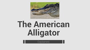 The American Alligator at emaze Presentation