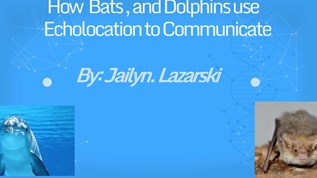 How a Bat, and Dolphin's Echolocation Works Well Together at emaze Presentation
