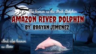 Amazon River Dolphin copy1 at emaze Presentation