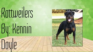 Rottweilers By: Kennin at emaze Presentation