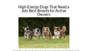 High-Energy Dogs That Need a Job: Best Breeds for Active on emaze