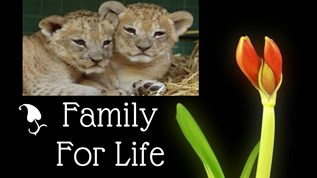 Family For Life at emaze Presentation