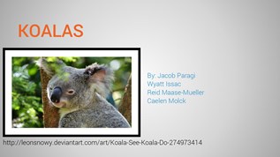 Koalas at emaze Presentation