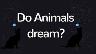 Do Animals dream? at emaze Presentation