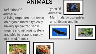 animals at emaze Presentation