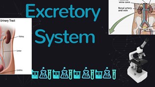 Excretory System at emaze Presentation