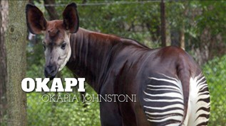 Okapi at emaze Presentation