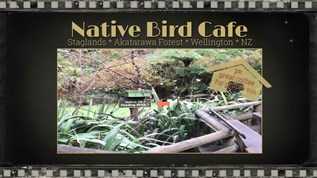 Native Bird Cafe at emaze Presentation