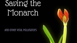 Monarch Conservation at emaze Presentation