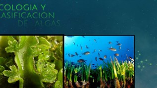 ficologia y algas ing acuicola at emaze Presentation