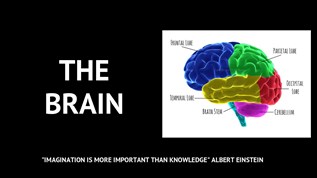 The brain at emaze Presentation