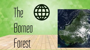 The Borneo Forest at emaze Presentation