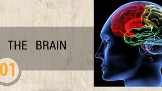 brain at emaze Presentation