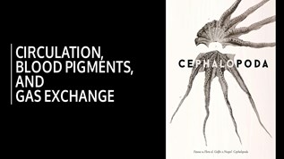 Cephalopods (Circulation, Blood Pigments, Gas Exchange, Nervous System ...