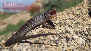 Dare Devil copy1 at emaze Presentation