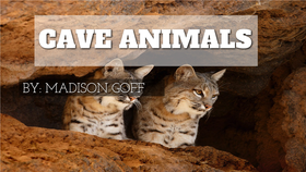 Cave Animals on emaze