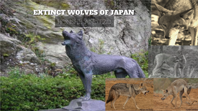 Extinct Japanese Wolves at emaze Presentation