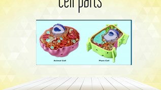 cell parts at emaze Presentation