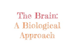 Psych Club : Brain Structure at emaze Presentation